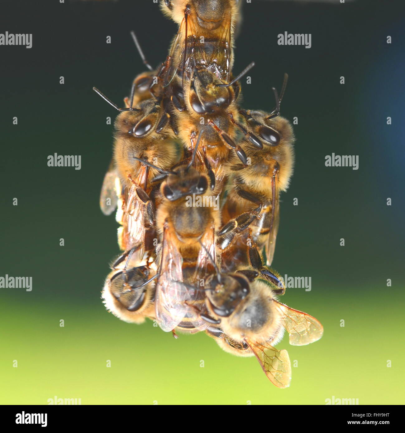 Closeup of bees hanging on honeycomb in apiary Stock Photo - Alamy