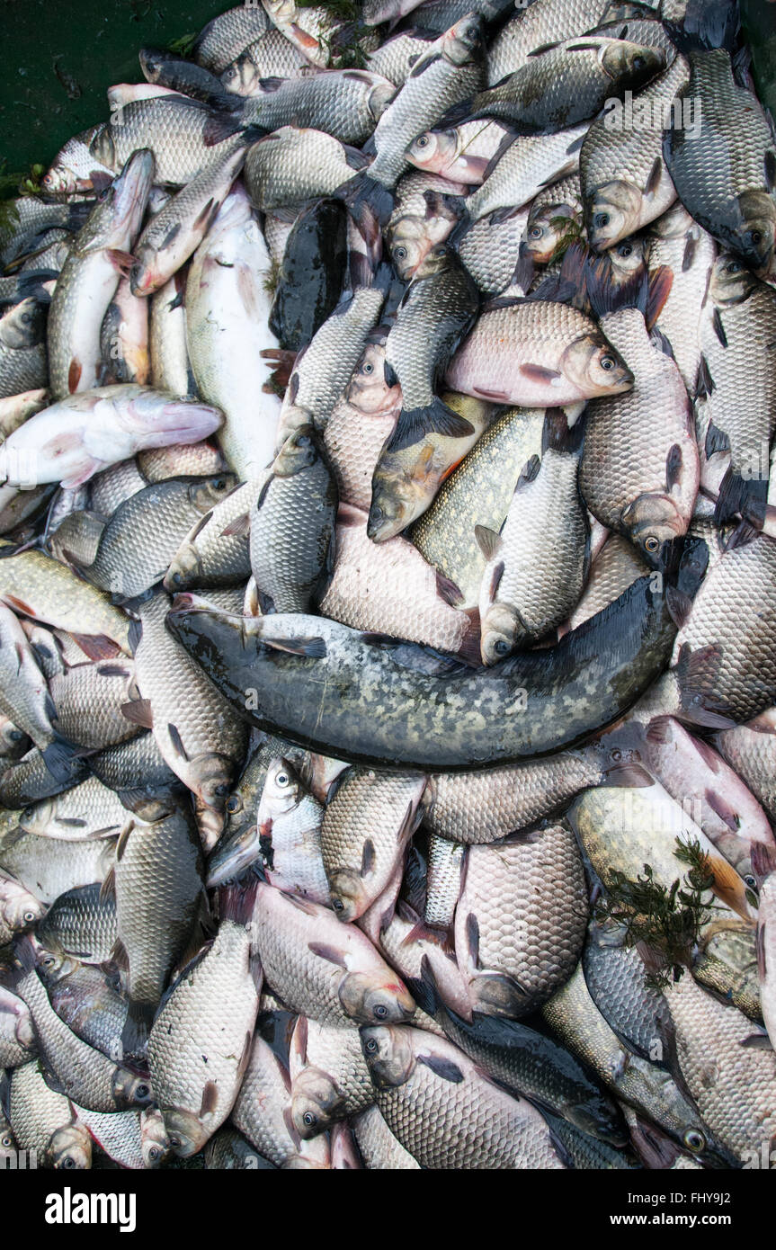 River fishes in the boat, fished are in the Delta Dunarii at Romania ...