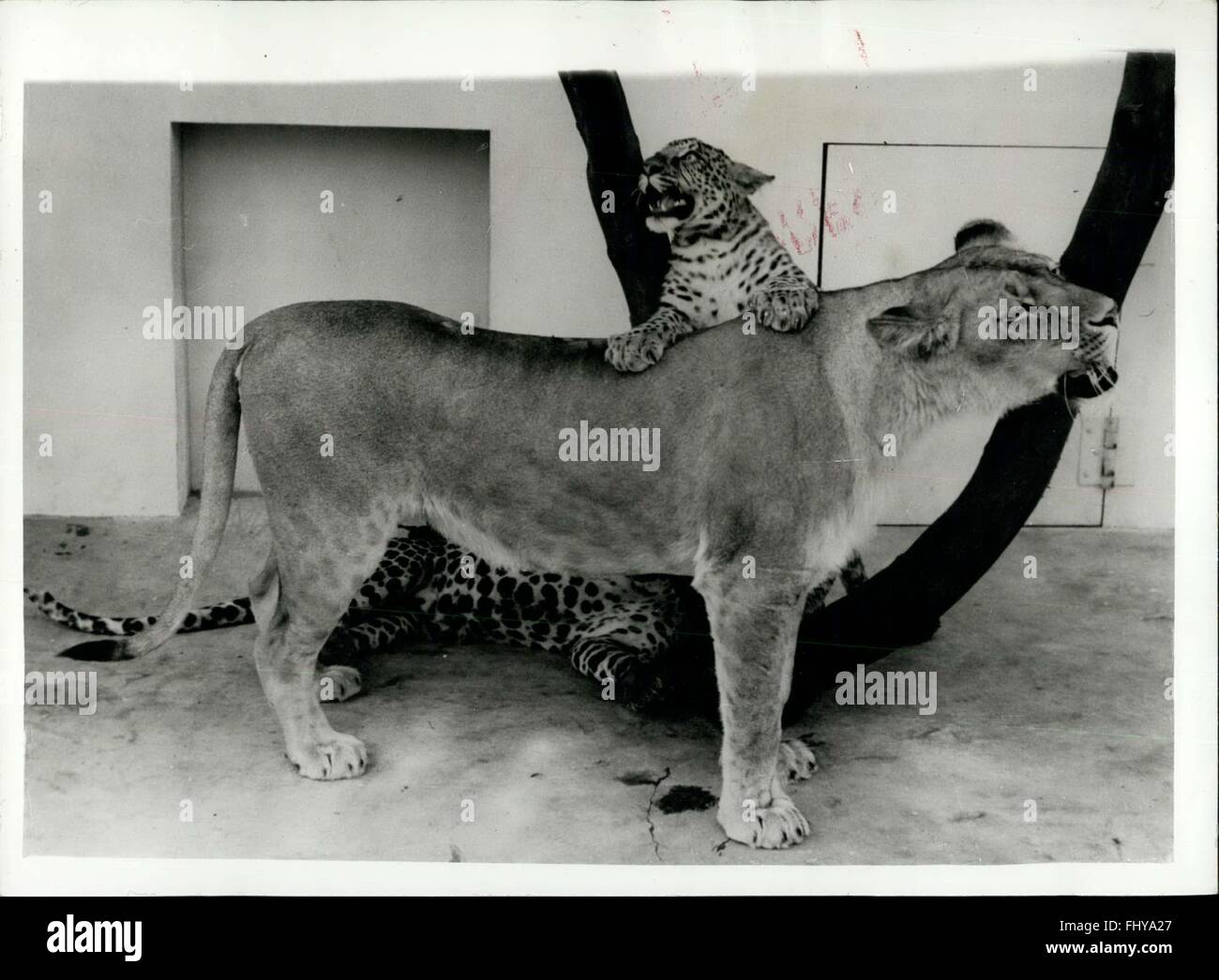 1969 - The world's Only ''Leopons'' - Are Growing Up. Rare Offspring At ...