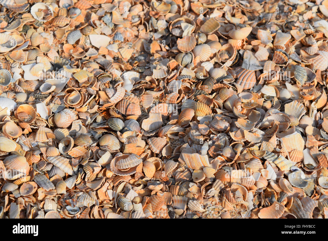Shelly seashore. Background from cockleshells and sand Stock Photo - Alamy