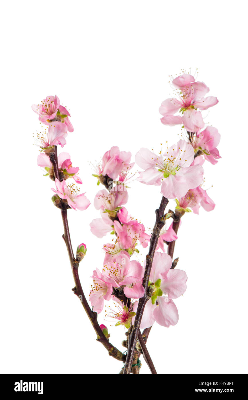 Almond tree twigs isolated on white background Stock Photo - Alamy