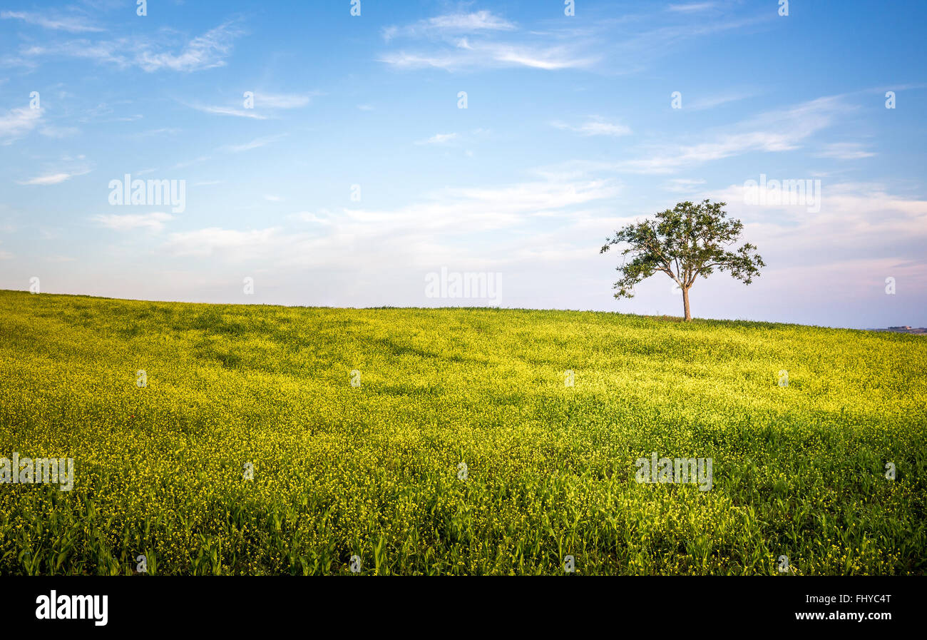 Lone tree landscape with blue sky and white clouds Stock Photo - Alamy