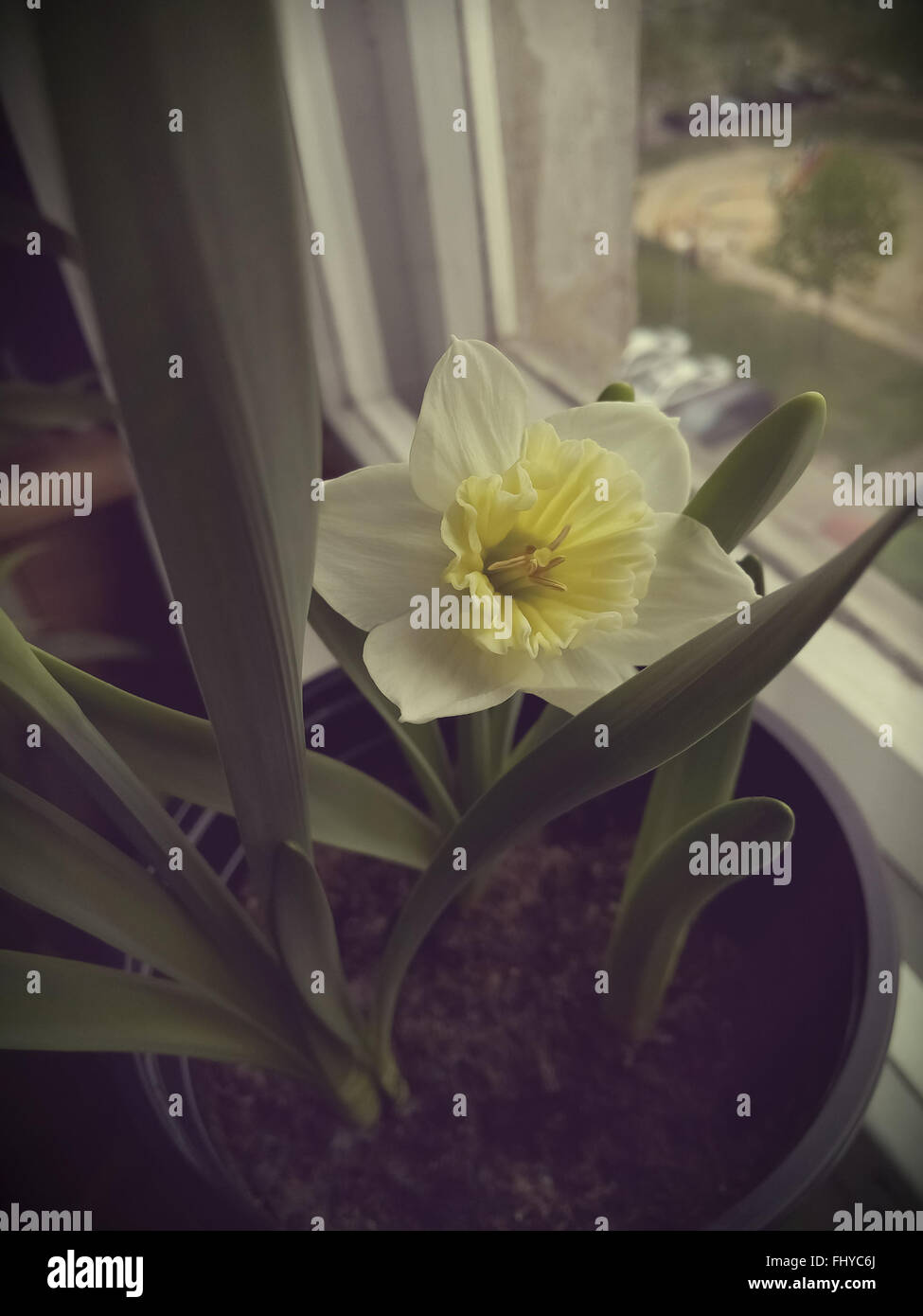 Forcing. In the early spring in the apartment on a window sill daffodil ...