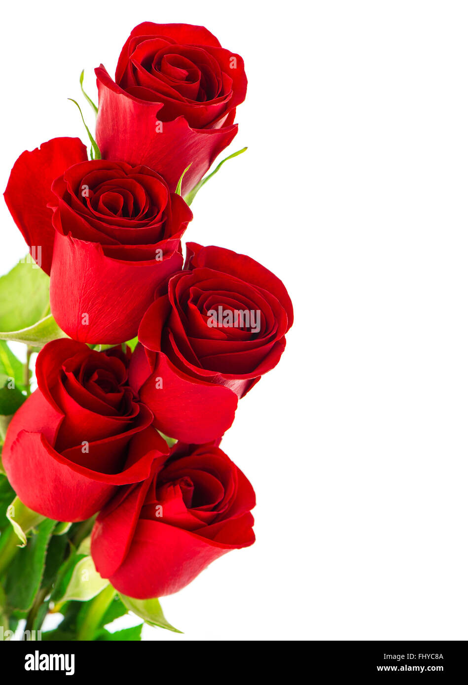 Red roses flower isolated on white background Stock Photo - Alamy