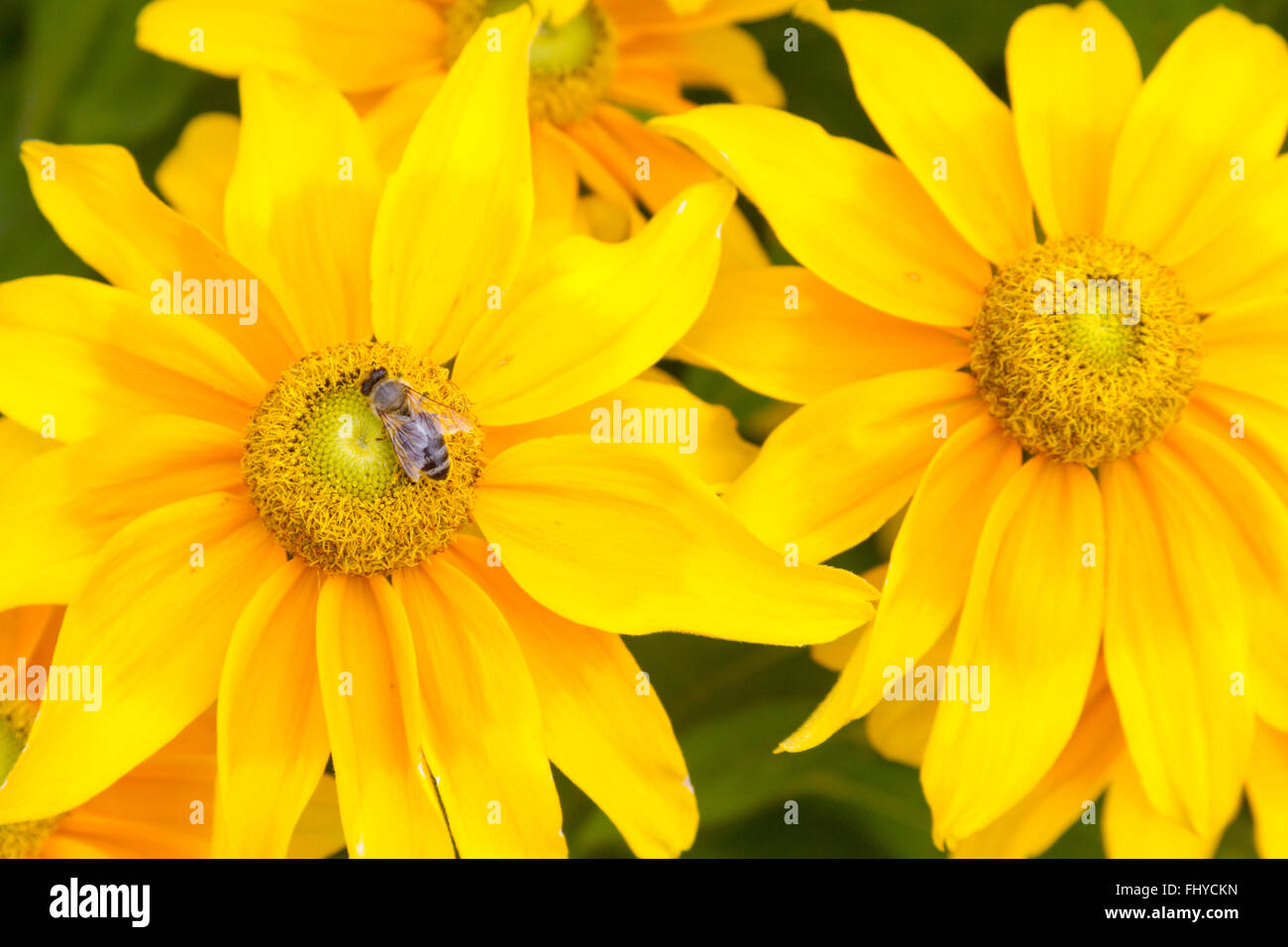 Yellow flowers with bee pollinating composite Stock Photo - Alamy
