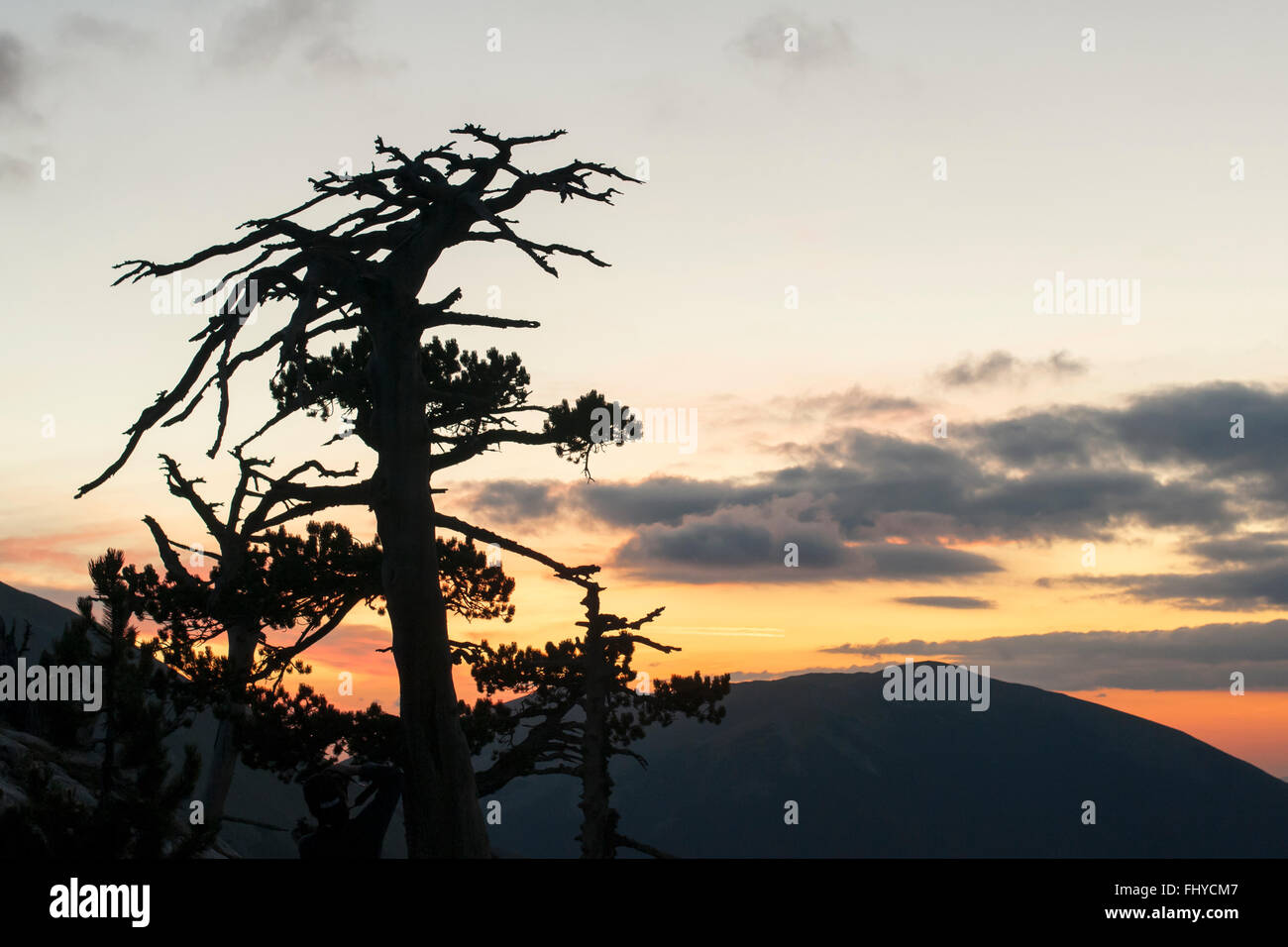 Pino Loricato tree sunset in Calabria - Italy Stock Photo - Alamy