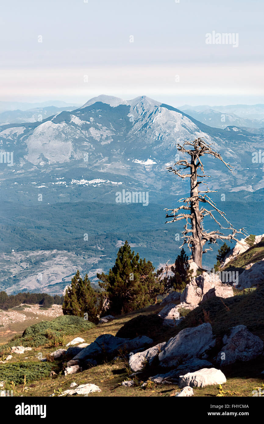 Pino Loricato tree in Calabria - Italy Stock Photo - Alamy