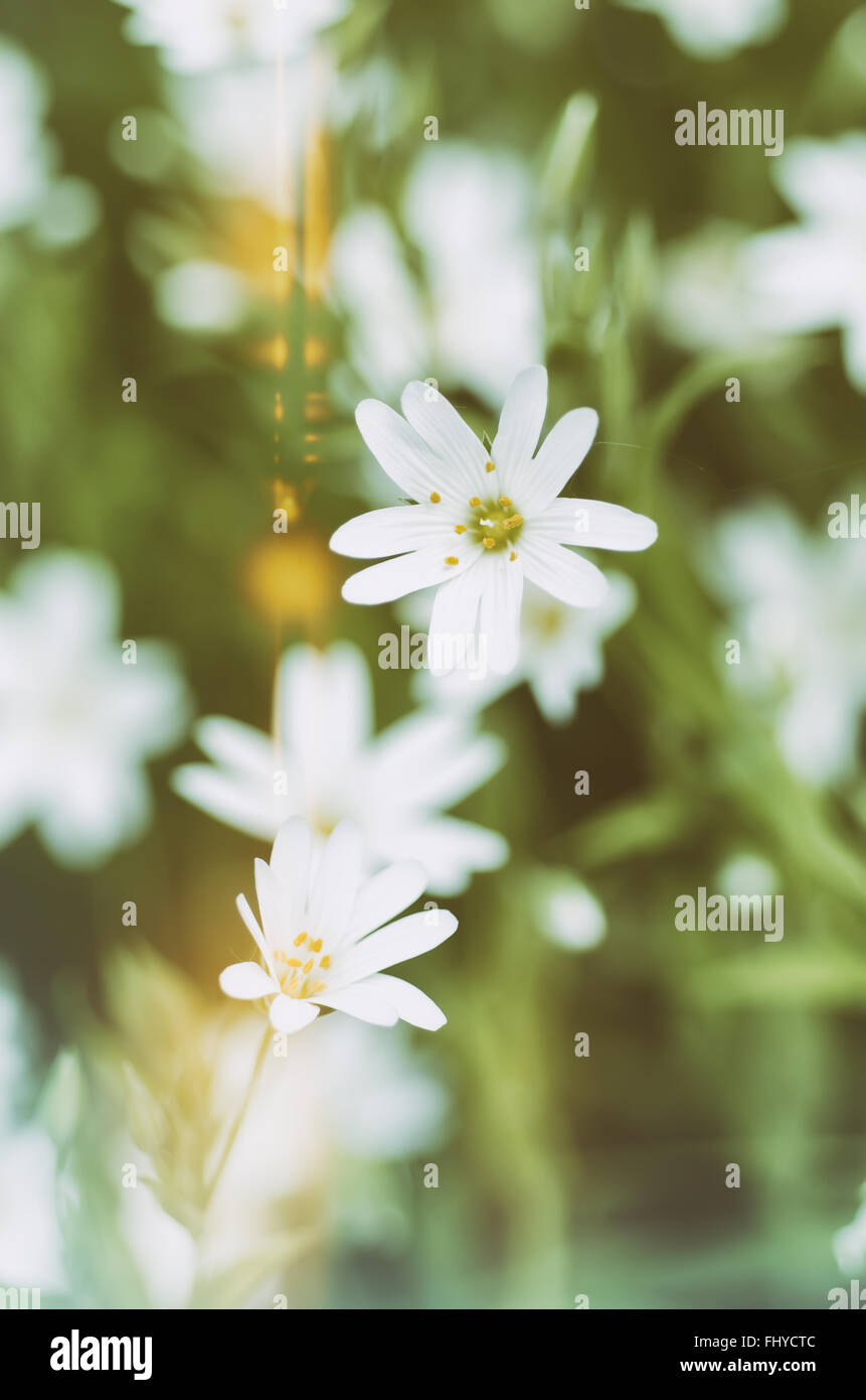 White spring flowers Stock Photo - Alamy