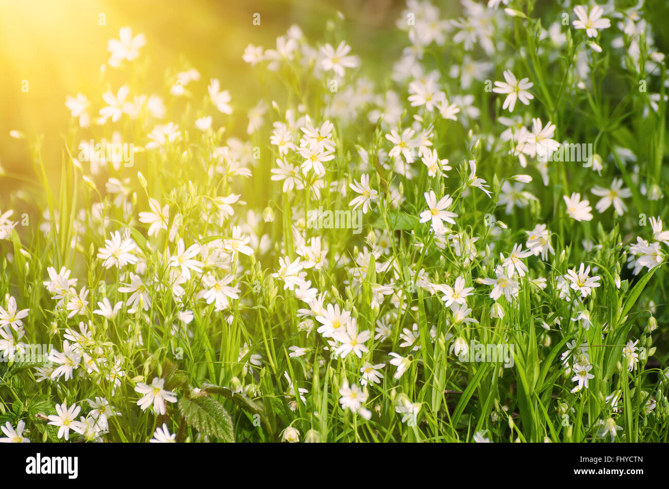 White spring flowers Stock Photo - Alamy
