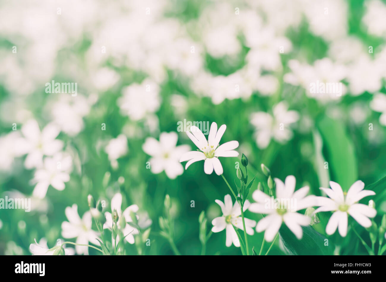White spring flowers Stock Photo - Alamy
