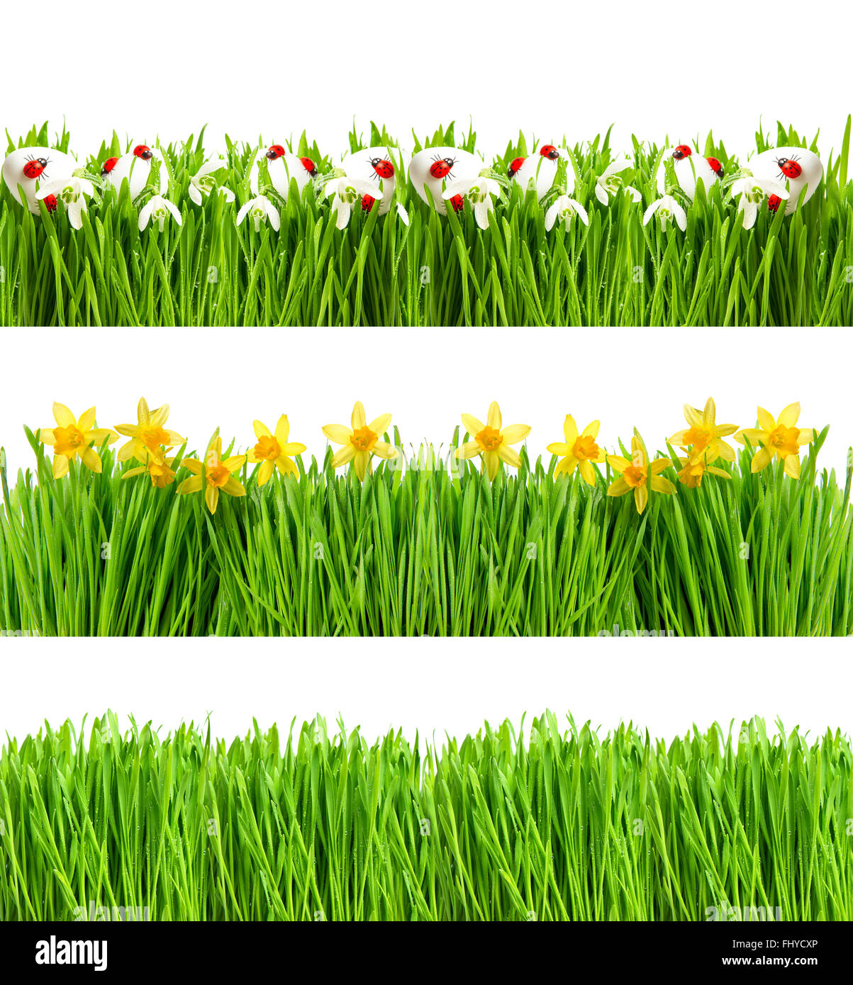 Spring flowers. Green grass with water drops. Nature objects isolated ...