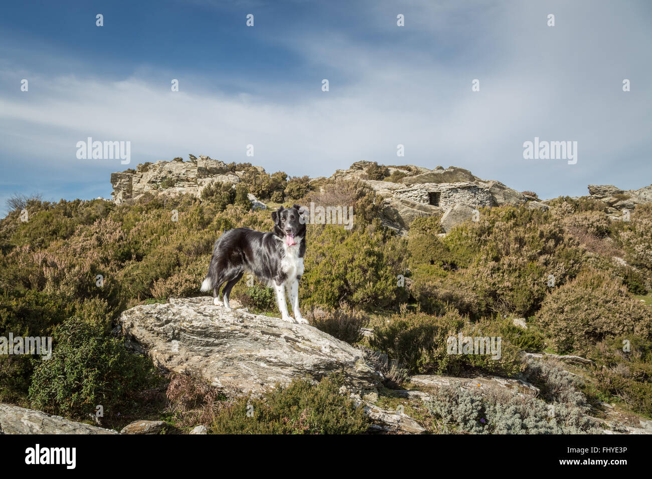 Border Collie dog standing on a rock in front of a stone shelter built ...