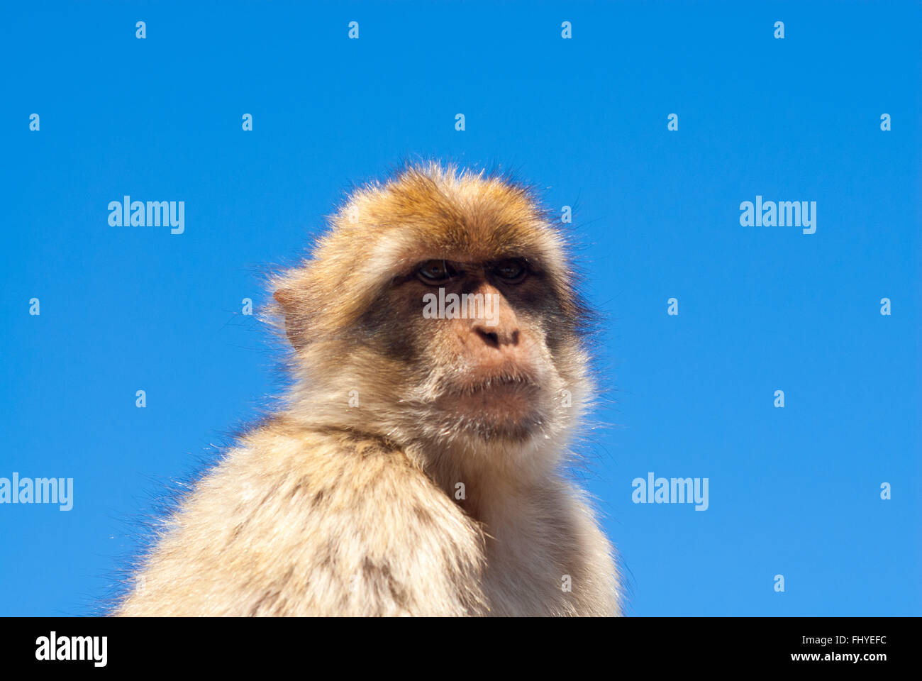 Head of barbary ape against clear blue sky Stock Photo - Alamy