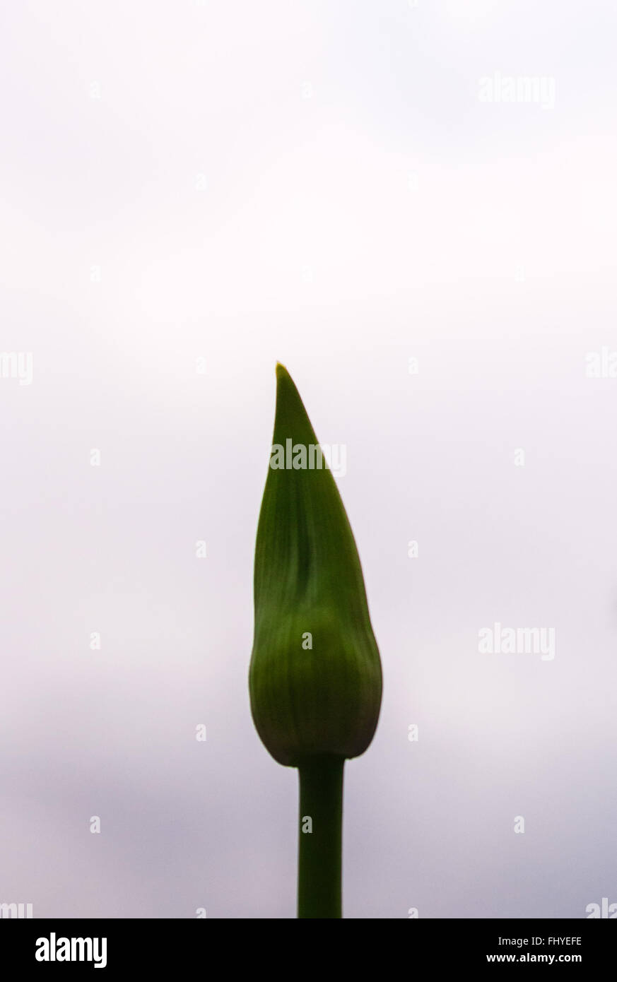 Single flower on stalk hi-res stock photography and images - Alamy
