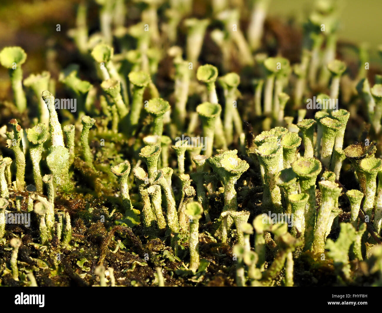 forest of grey gray pixie cup lichen Cladonia species showing upright fruiting stems Stock Photo ...