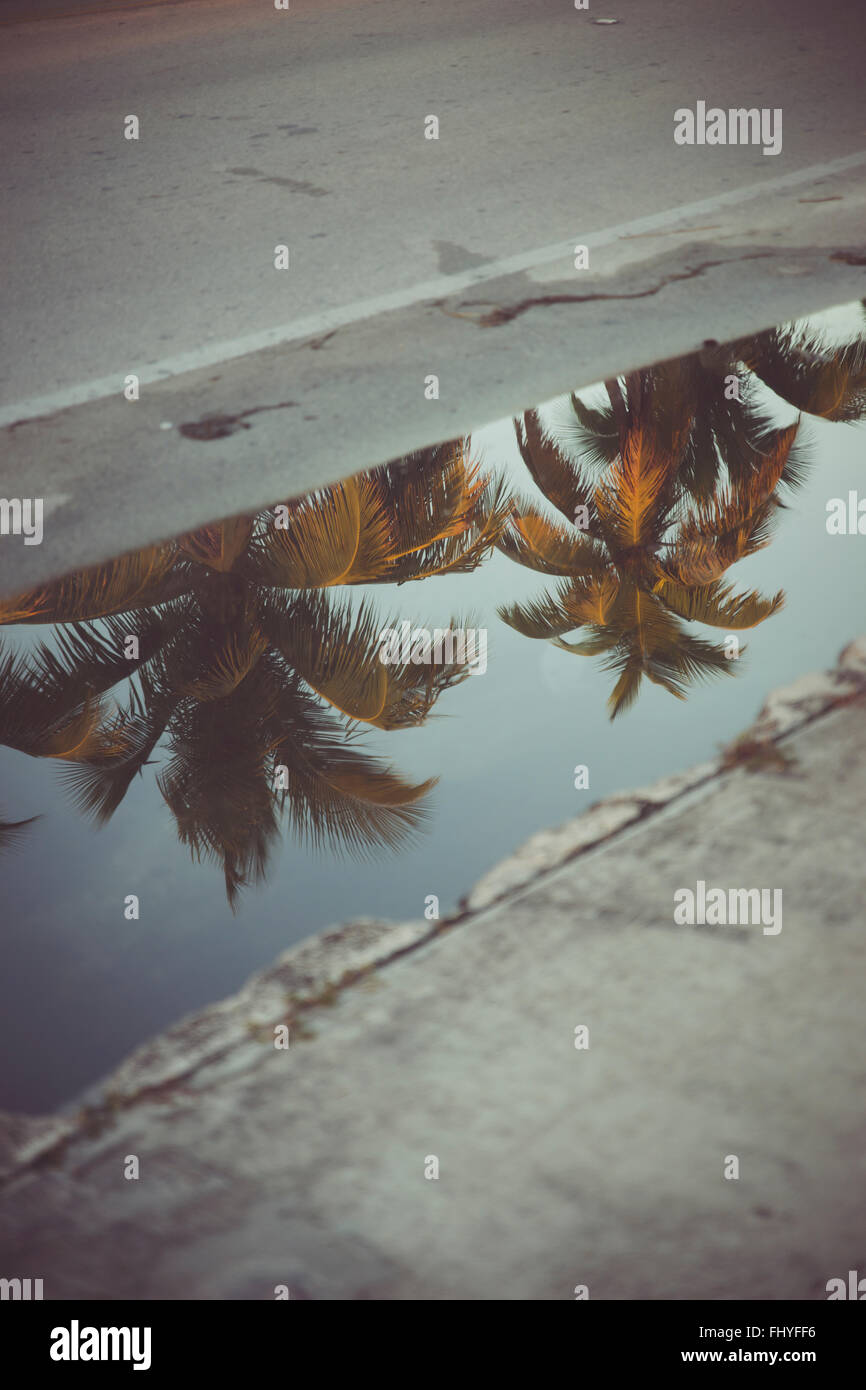 USA, Florida, Key West, palm trees reflecting in a puddle Stock Photo ...