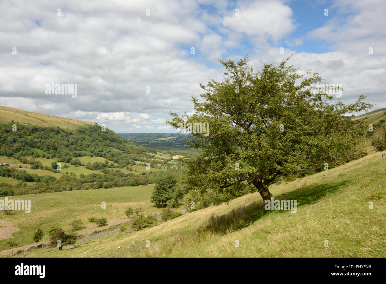 Lone tree overlooking valley in hi-res stock photography and images - Alamy