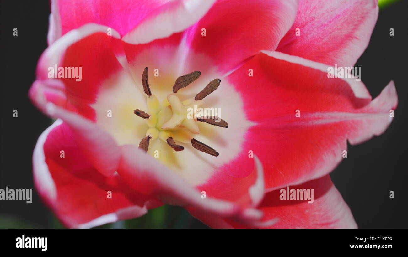 close-up of a tulip flower Stock Photo - Alamy