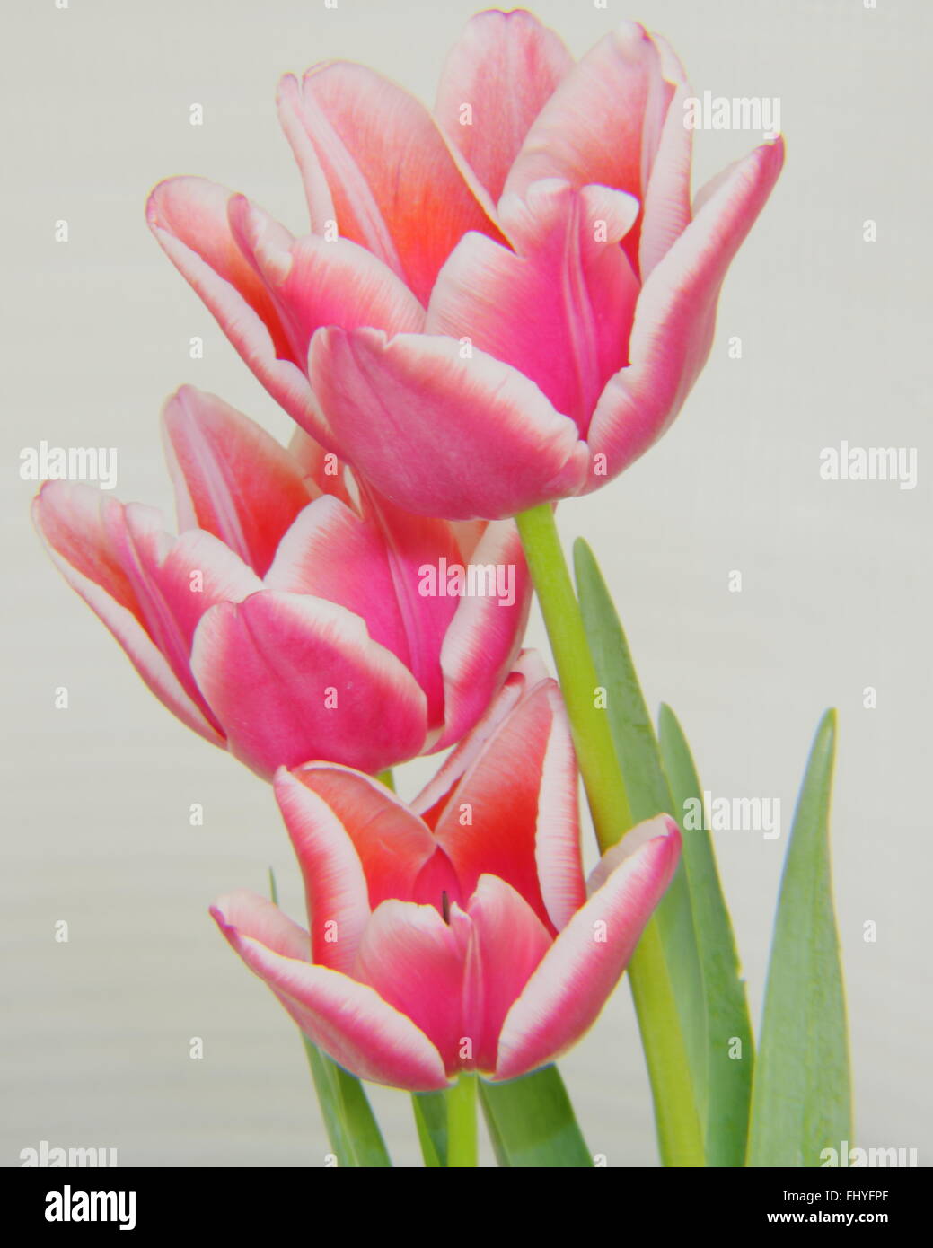 three tulip flowers Stock Photo - Alamy