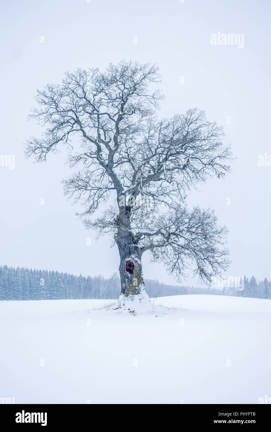 Oak tree in winter Stock Photo - Alamy