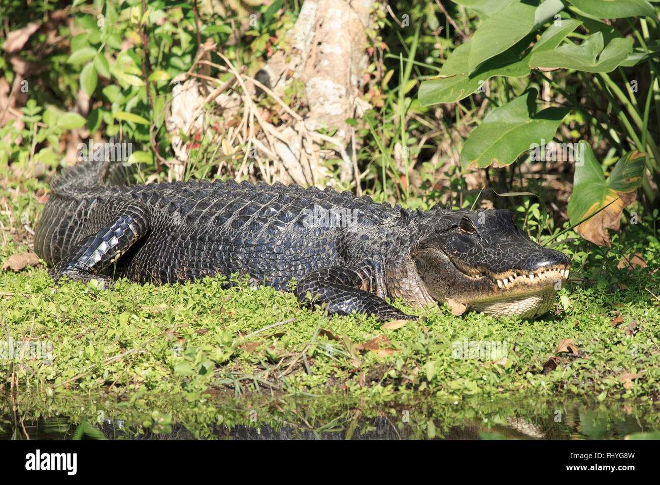 Alligator, Florida Everglades Stock Photo - Alamy