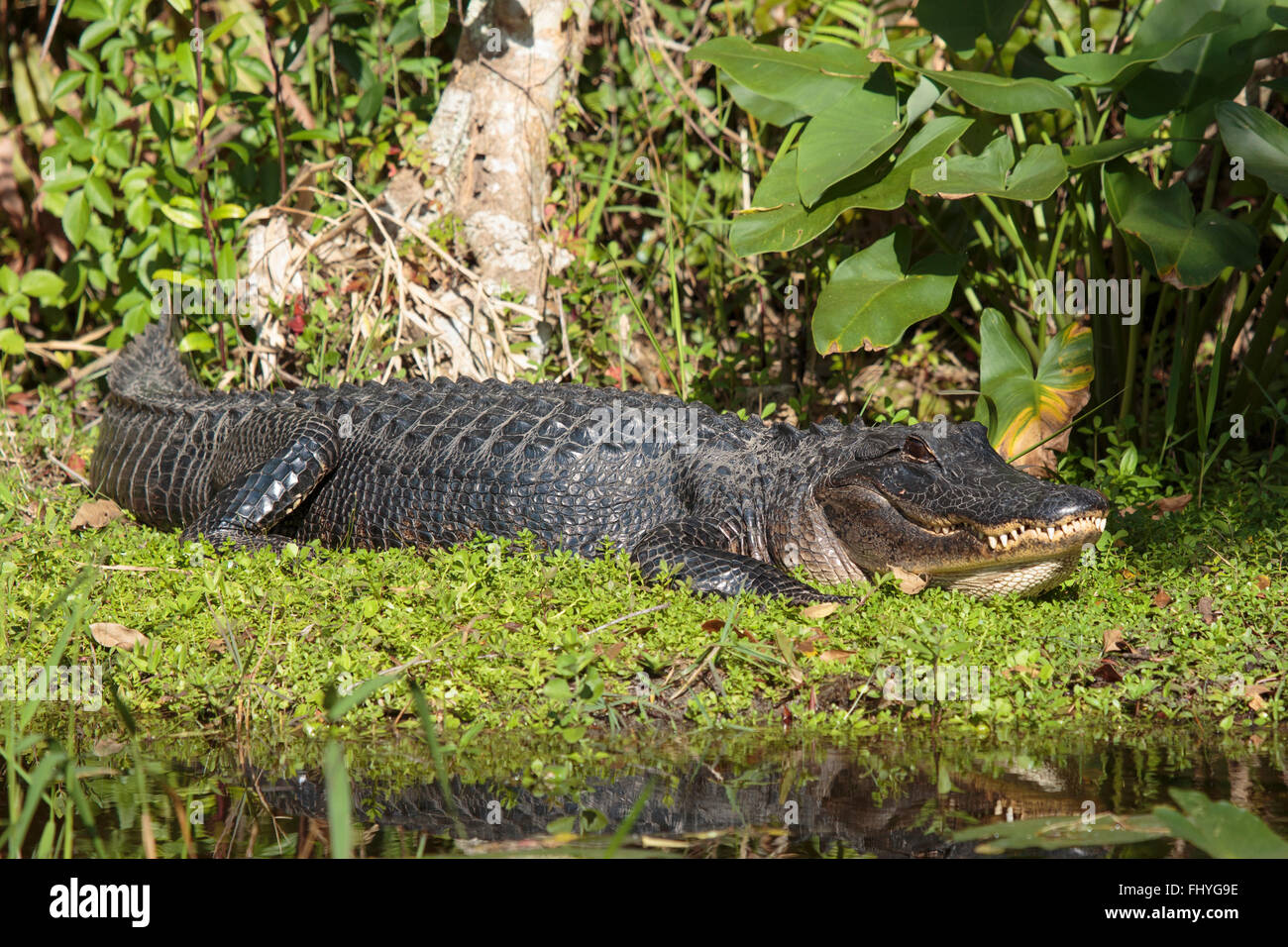 Alligator, Florida Everglades Stock Photo - Alamy