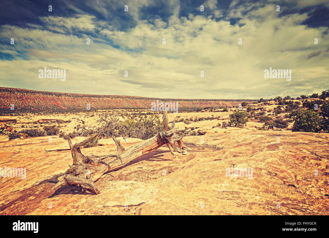 Withered tree hi-res stock photography and images - Alamy