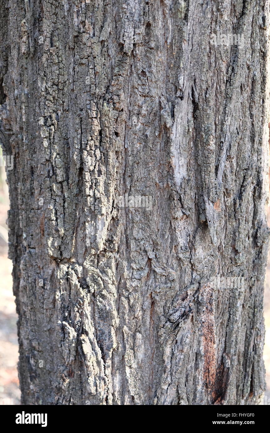 Spotted gum tree bark hi-res stock photography and images - Alamy