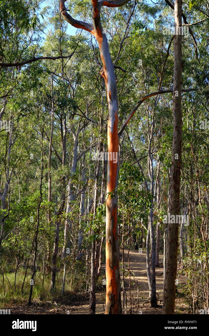 Golden wattle trees australia hi-res stock photography and images - Alamy