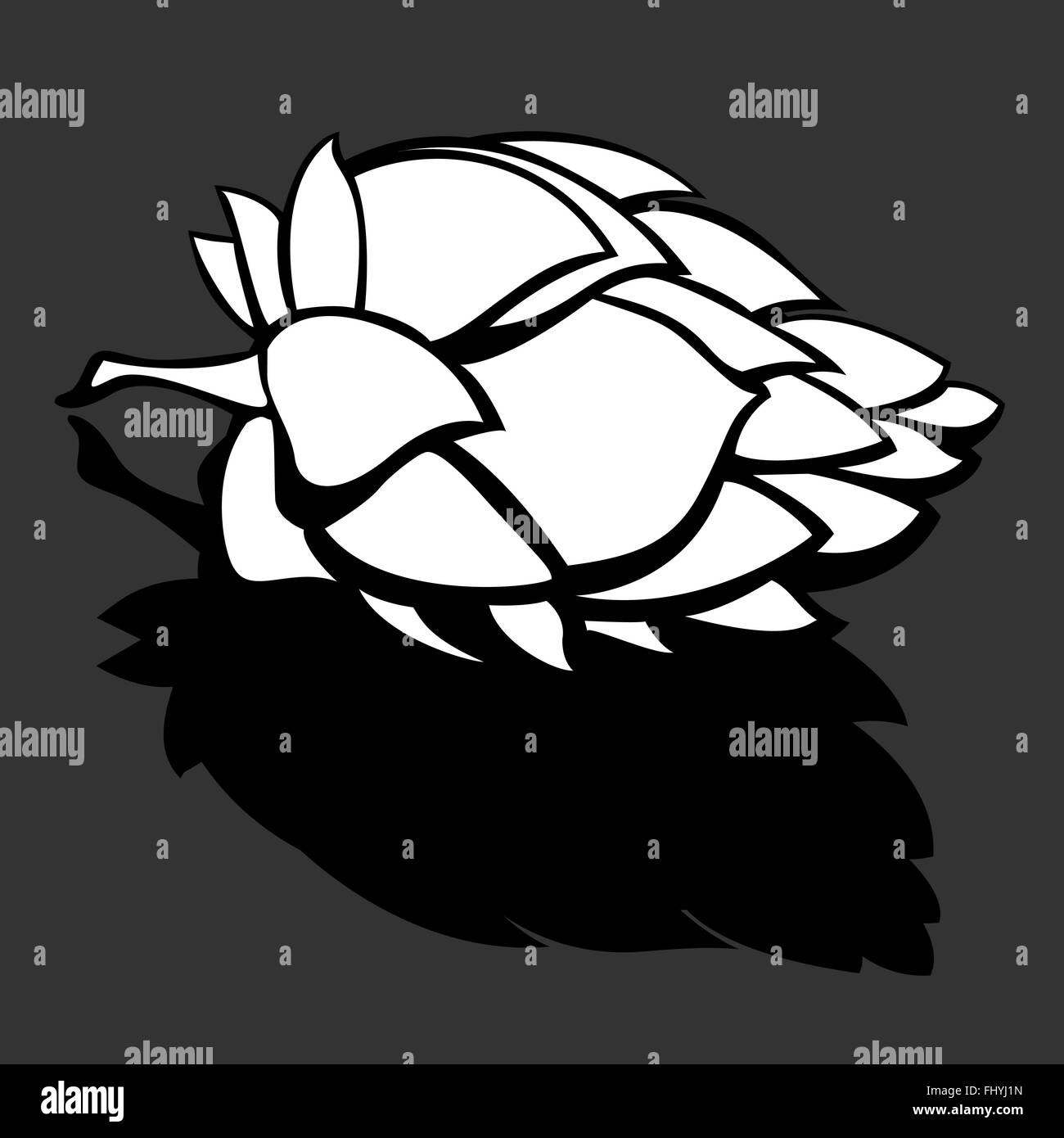 White hop flower on the black backdrop. Humulus hops. Beer vector ...