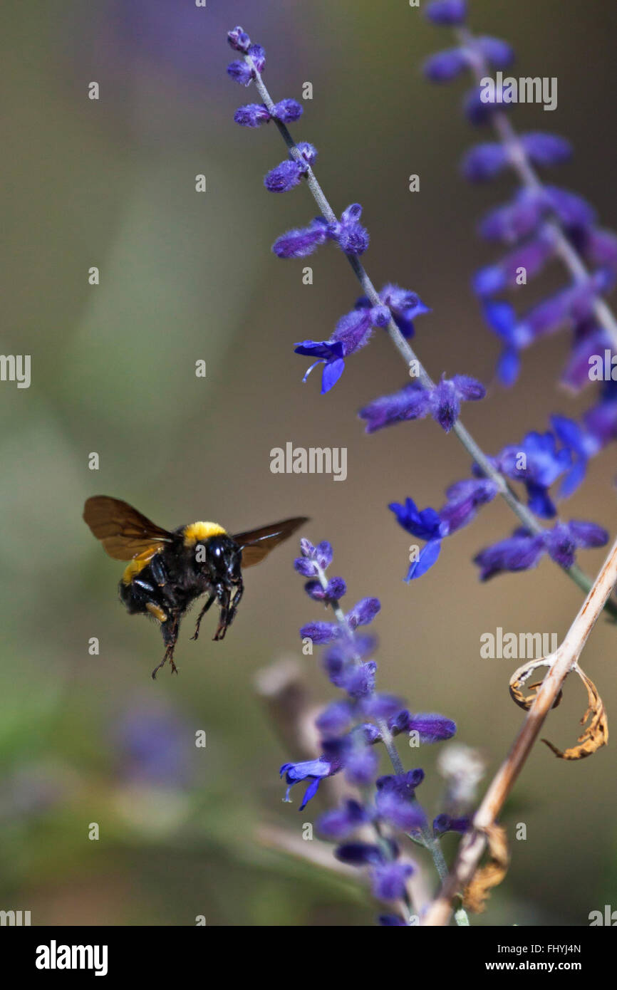 Bee in flight hi-res stock photography and images - Alamy