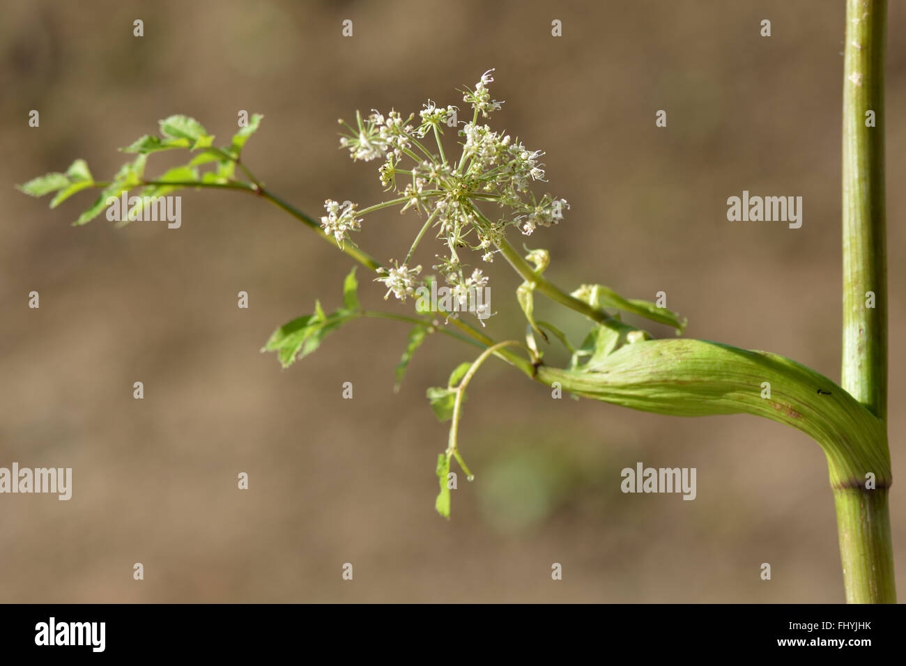 Family apiaceae hi-res stock photography and images - Alamy