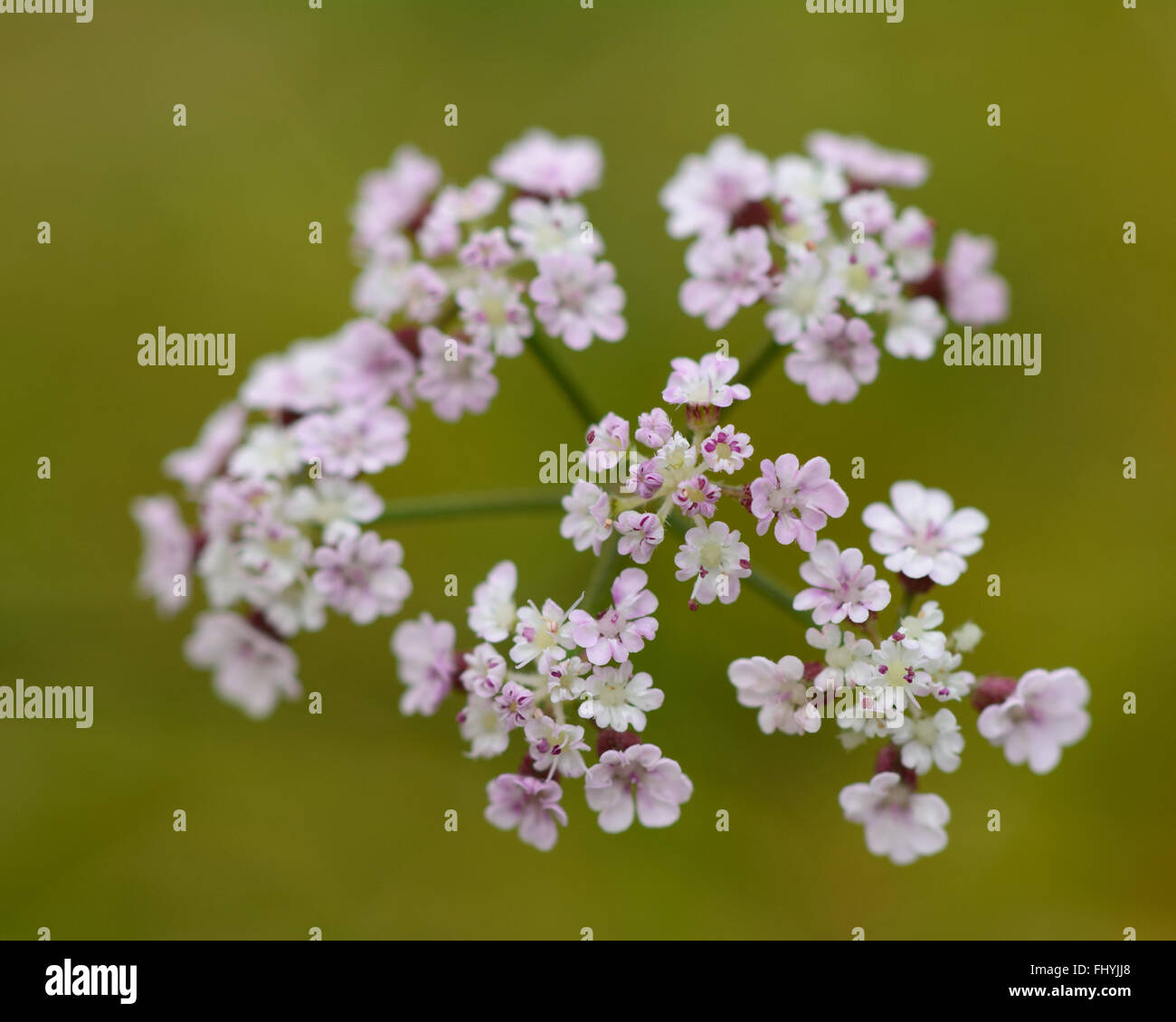 Upright hedge-parsley (Torilis japonica). Plant in the carrot family ...