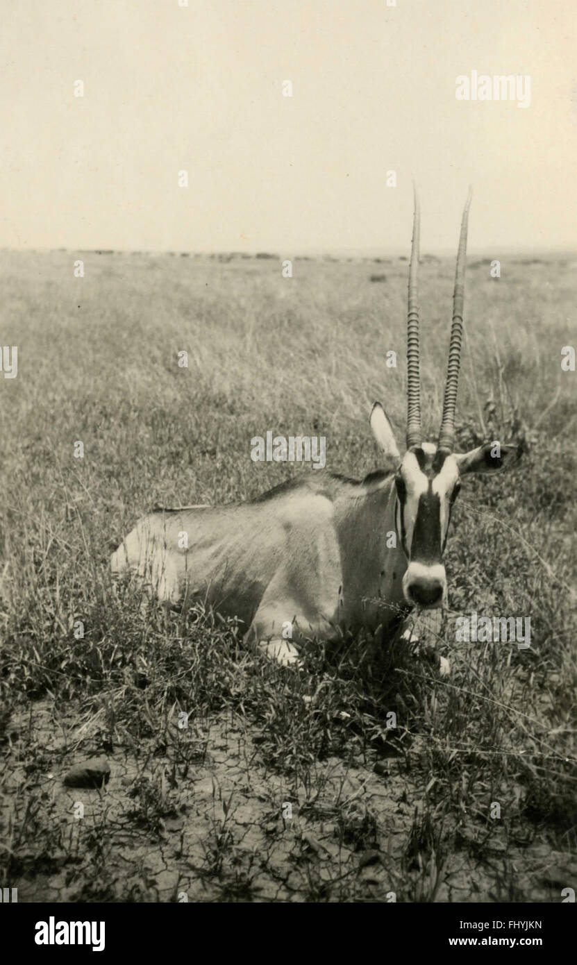 Antelope to death wound, Ethiopia Stock Photo - Alamy