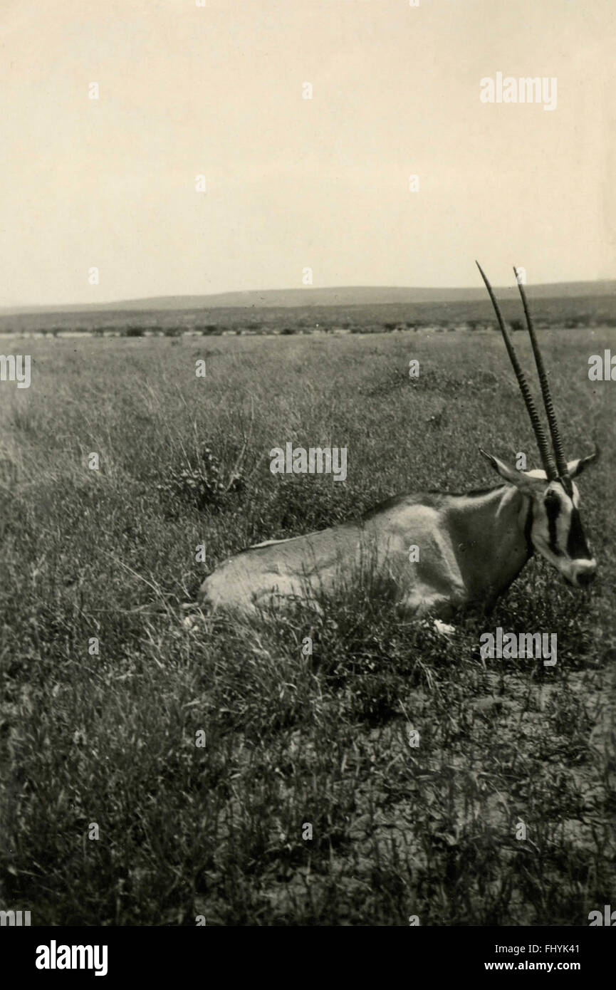 Antelope to death wound, Ethiopia Stock Photo - Alamy