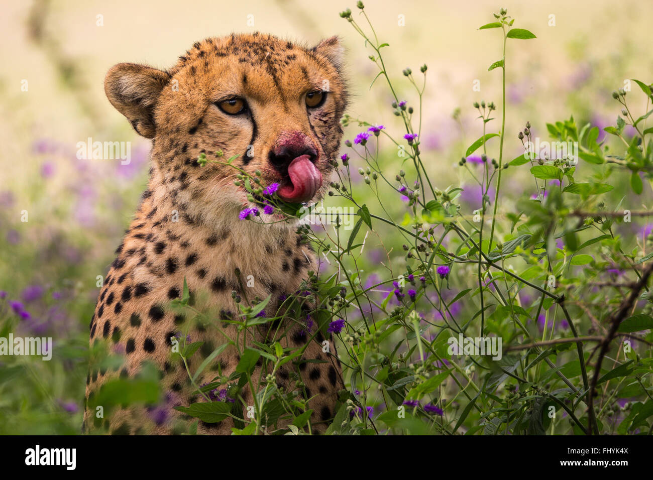Cheetah Licking Bloody Nose Among Flowering Plants Stock Photo - Alamy