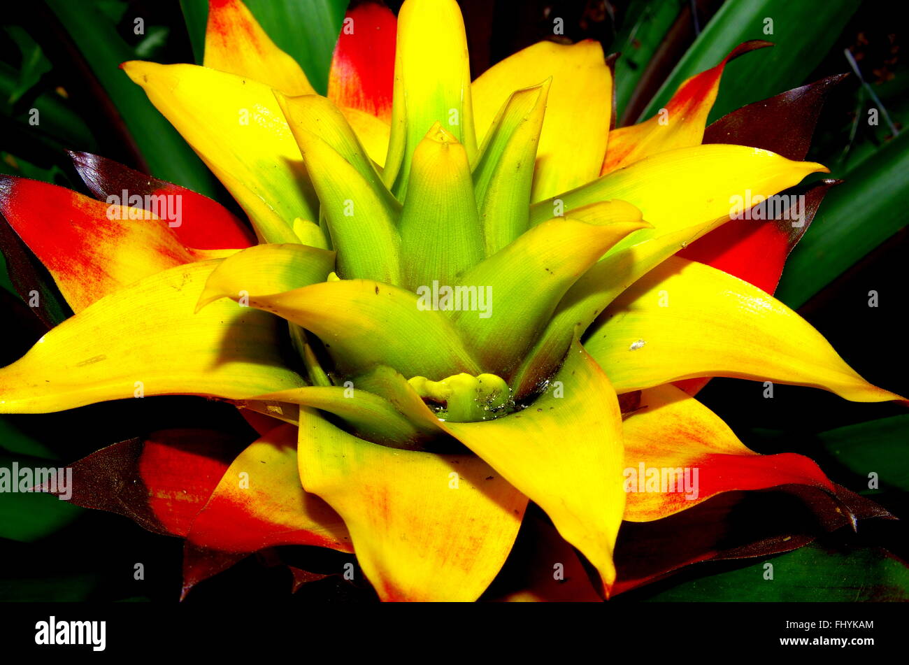 Colombia plant hi-res stock photography and images - Alamy