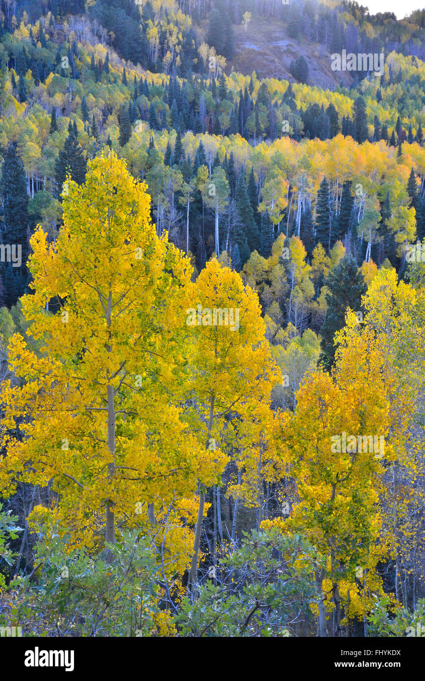 Fall color comes to Colorado along HWY 145 south of Telluride, Colorado ...