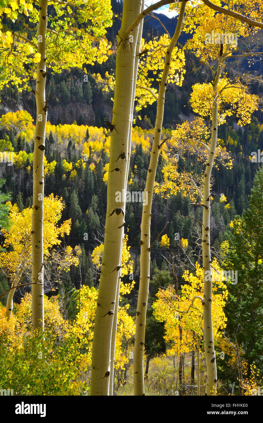 Fall color comes to Colorado along HWY 145 south of Telluride, Colorado ...