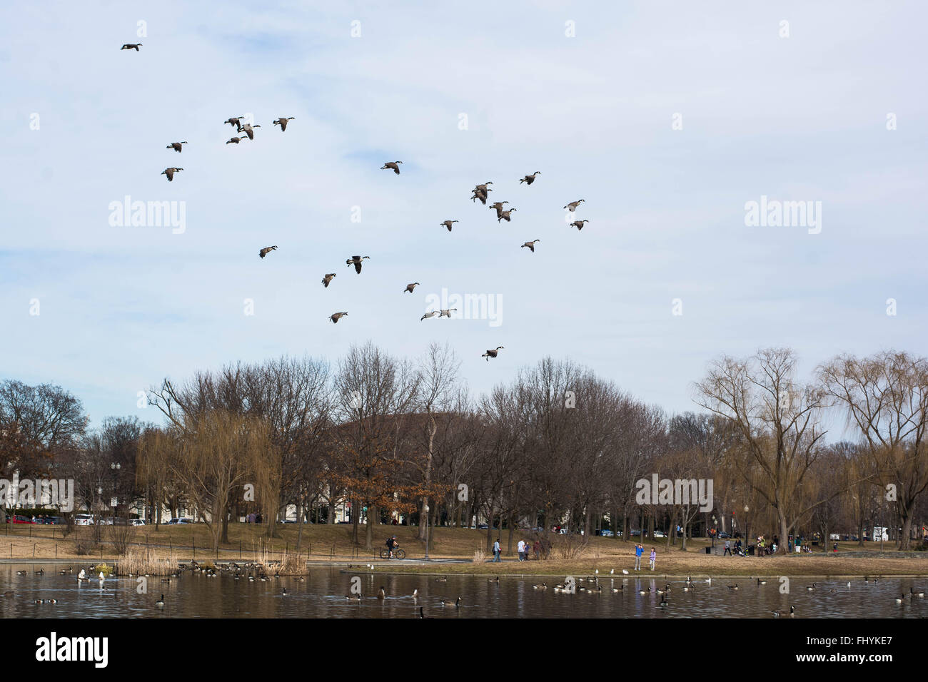 Birds in the sky in Washington DC Stock Photo - Alamy