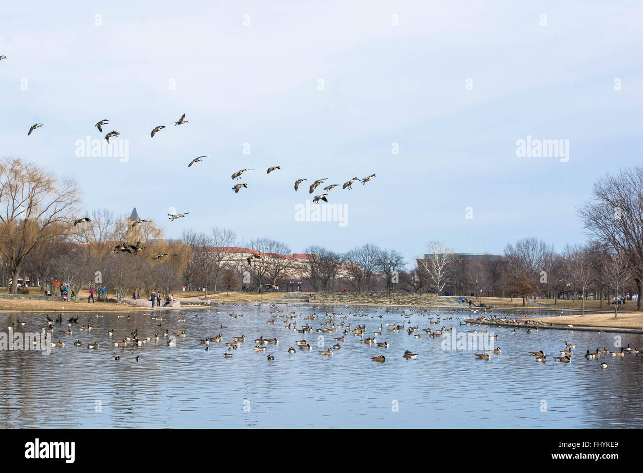 Birds in the sky in Washington DC Stock Photo - Alamy