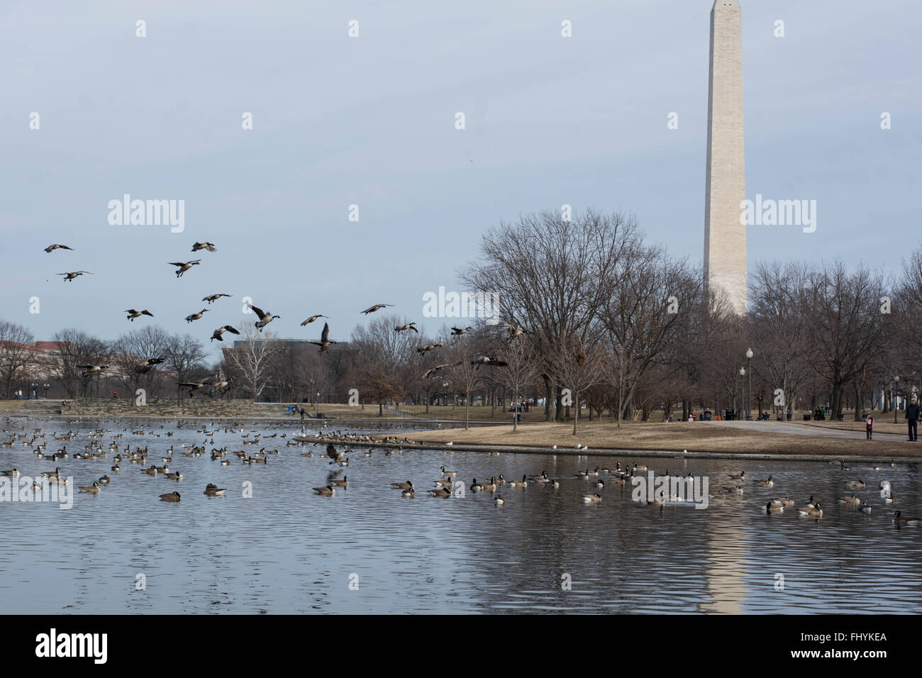 Birds in the sky in Washington DC Stock Photo - Alamy