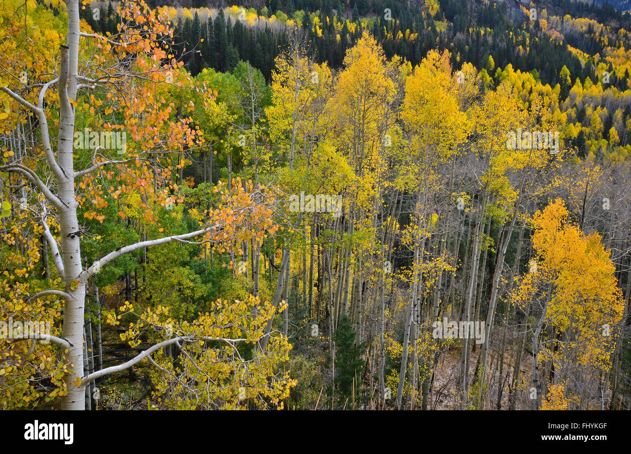 Fall color comes to Colorado along HWY 145 south of Telluride, Colorado ...