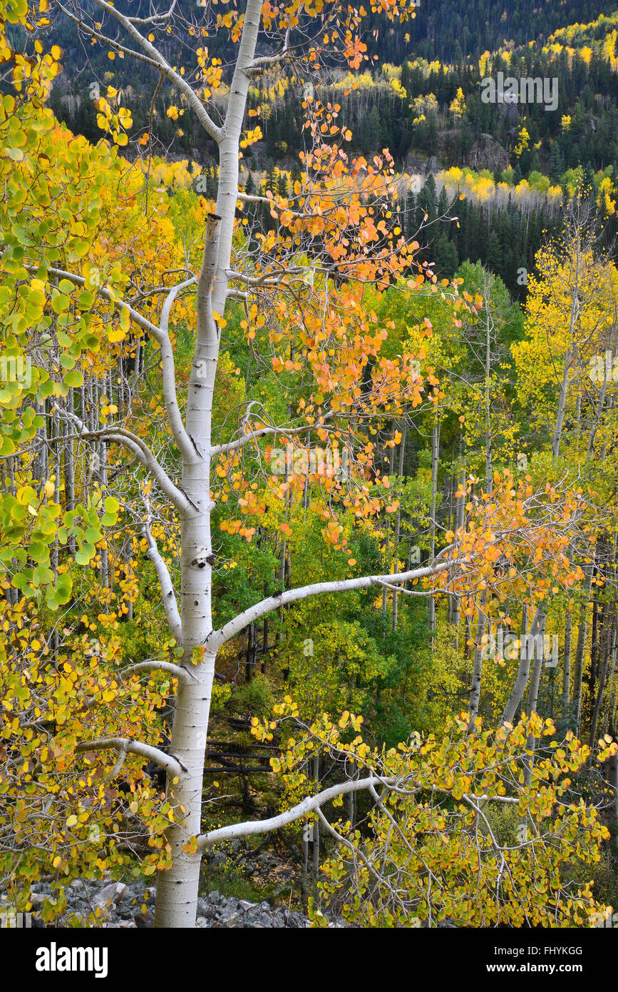 Fall color comes to Colorado along HWY 145 south of Telluride, Colorado ...