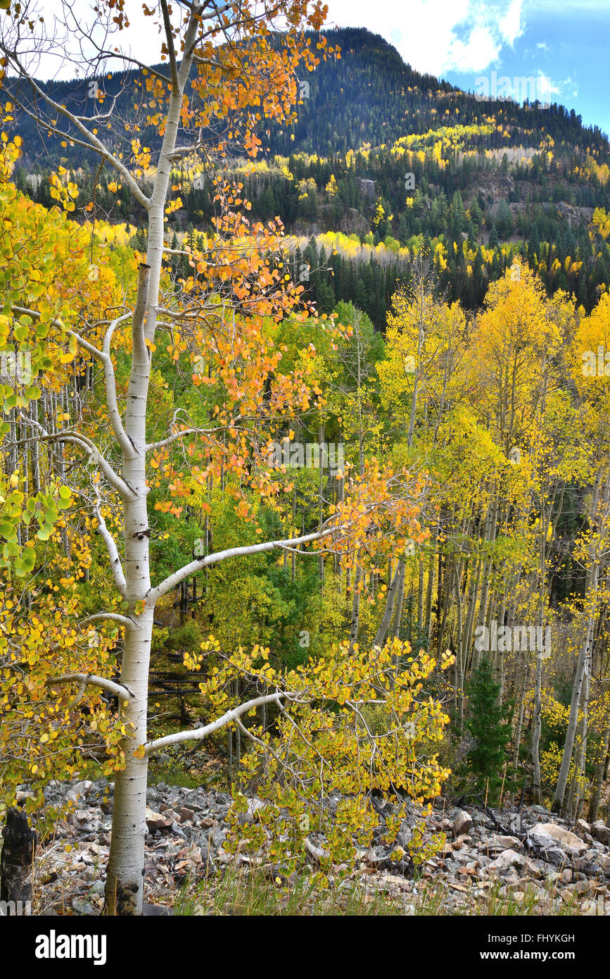 Fall color comes to Colorado along HWY 145 south of Telluride, Colorado ...