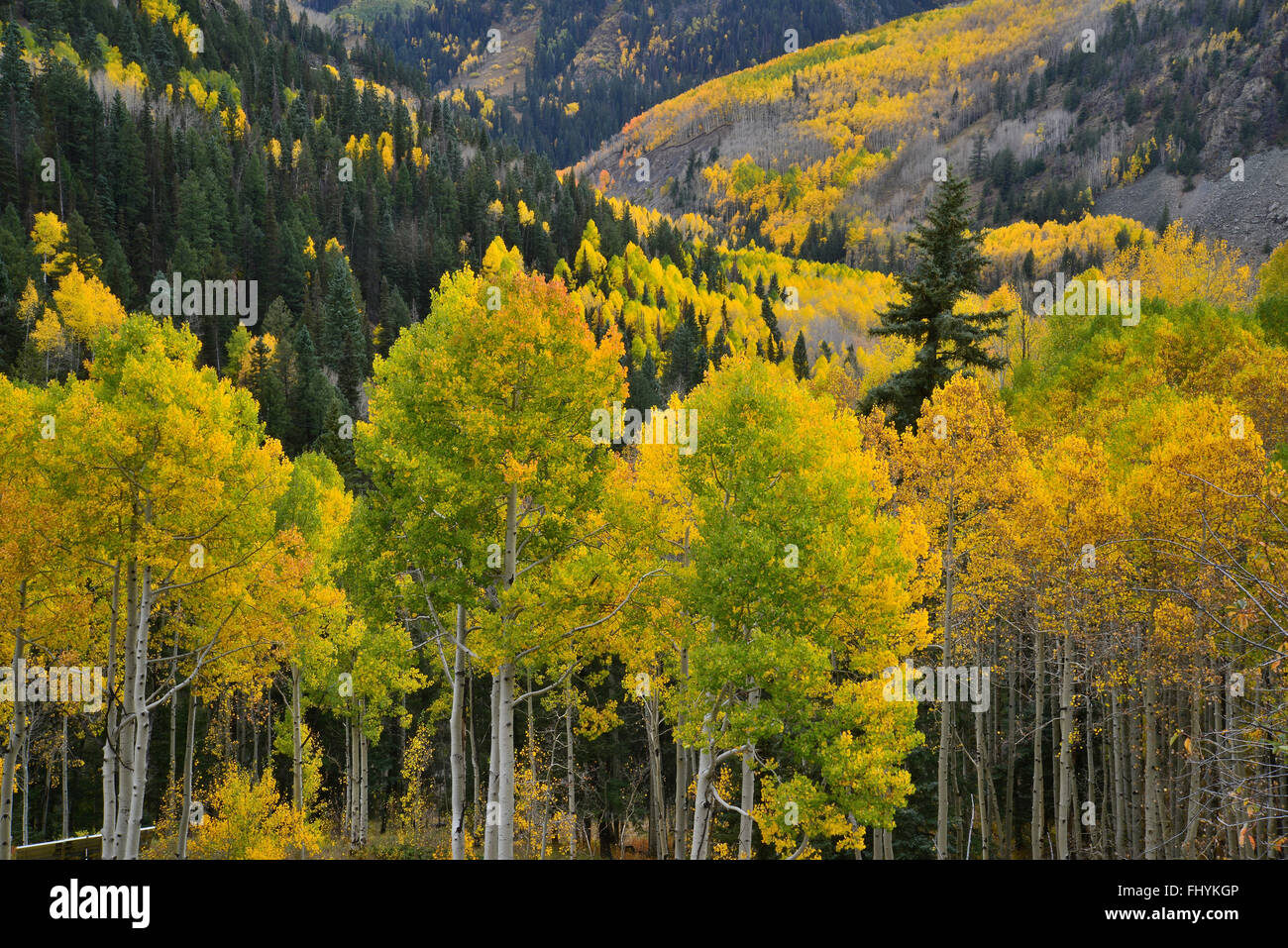 Fall color comes to Colorado along HWY 145 south of Telluride, Colorado ...
