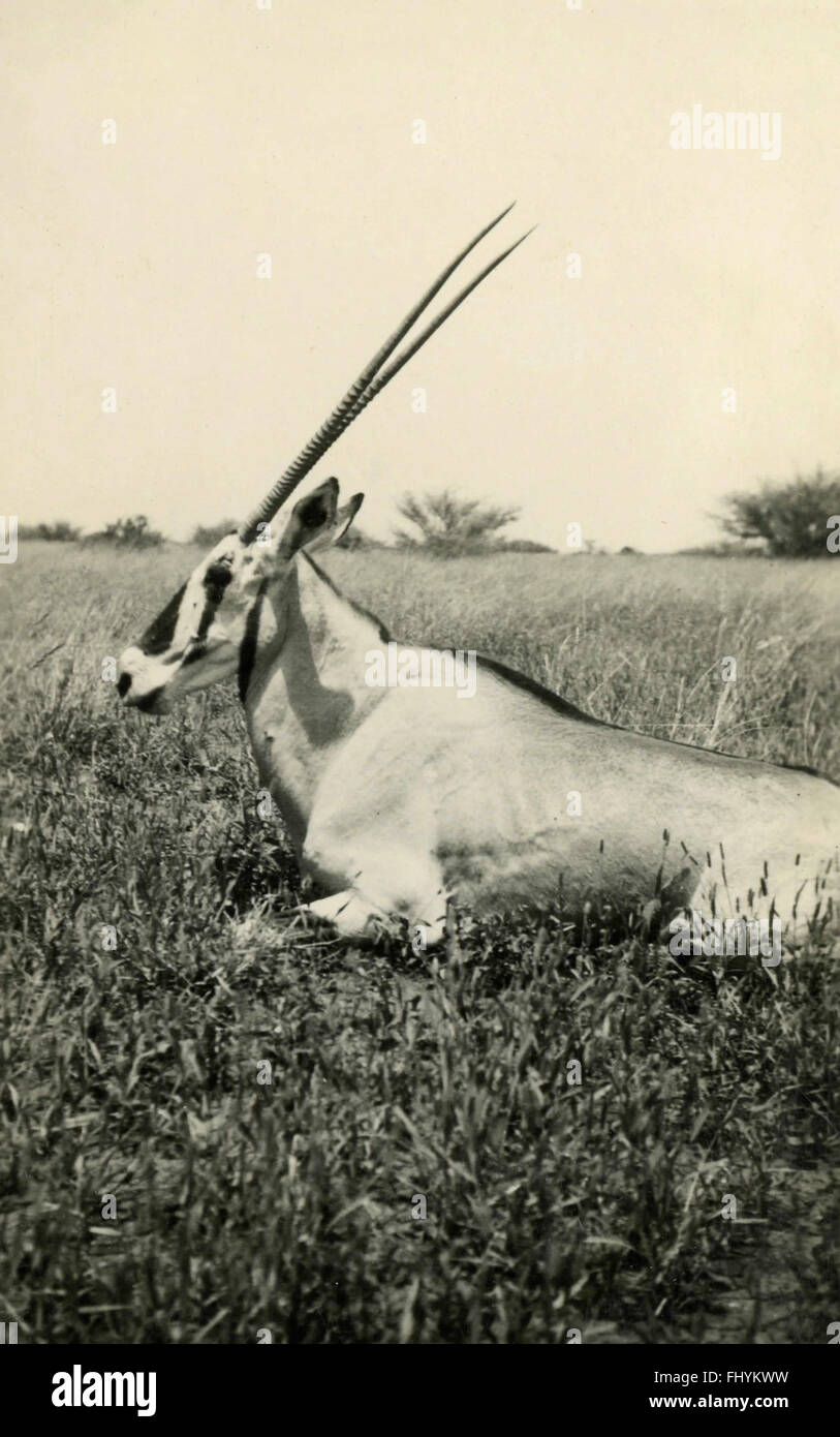 Antelope to death wound, Ethiopia Stock Photo - Alamy