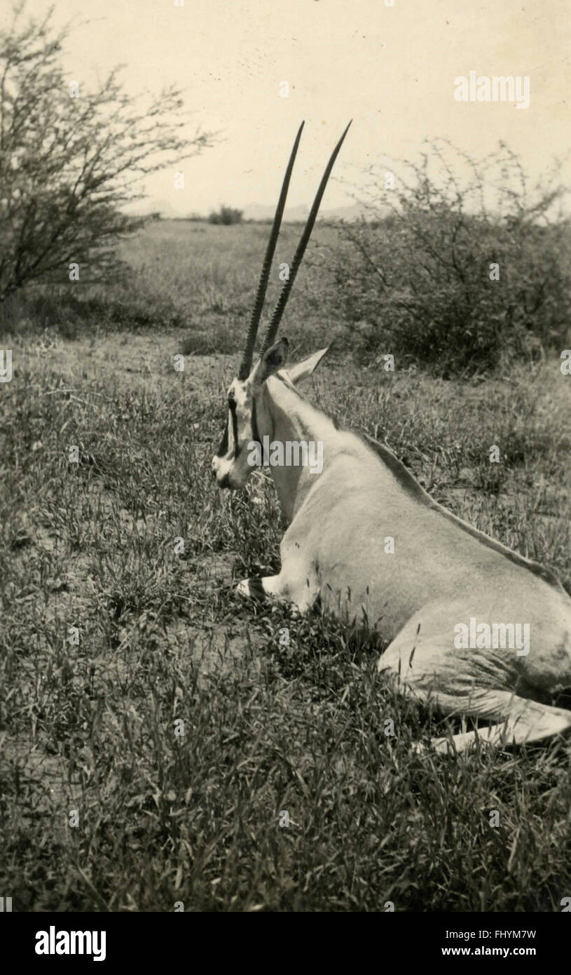 Antelope to death wound, Ethiopia Stock Photo - Alamy