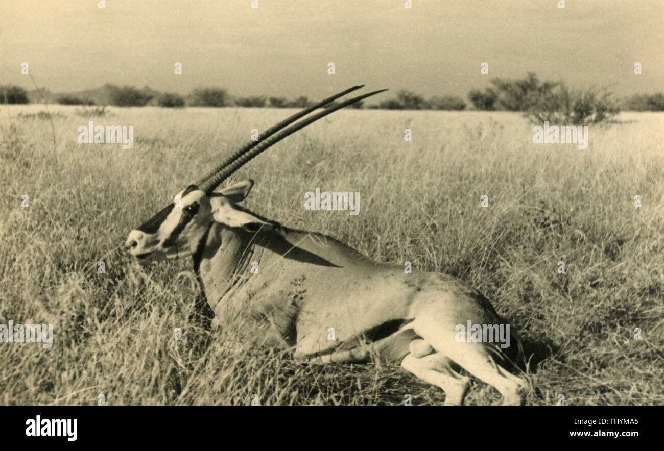 Mortally wound hi-res stock photography and images - Alamy