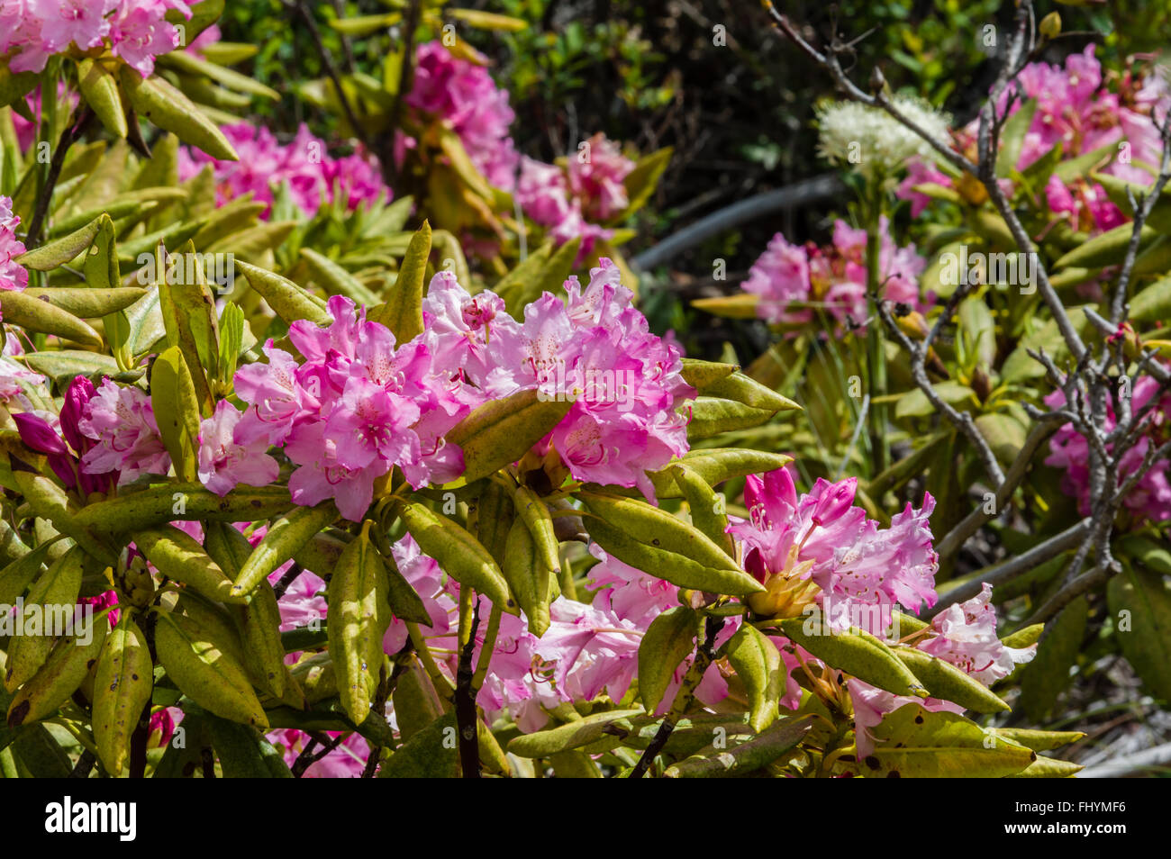 Native rhododendron plants blooming with pink flowers in the Mt Hood ...
